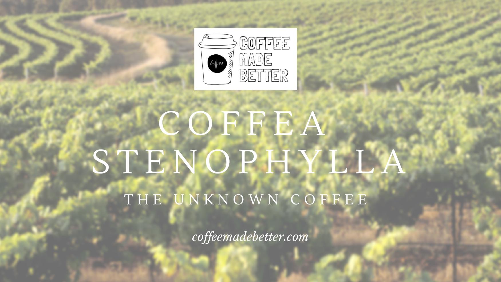 Coffea Stenophylla: The Unknown Coffee - Coffee Made Better